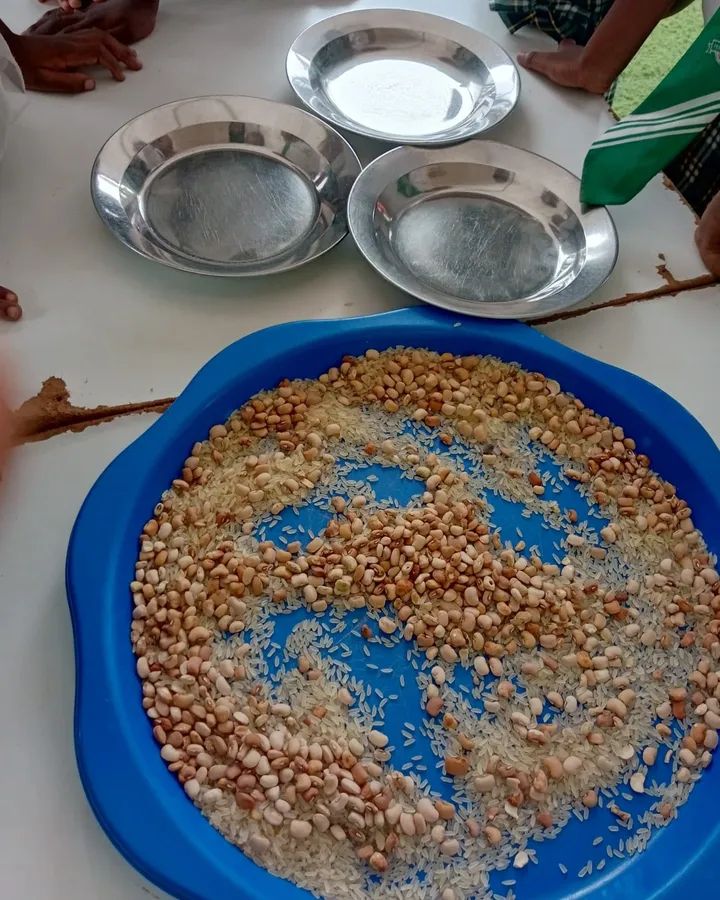 Sorting Activity: Practical Life Skills in Action | Gracey School